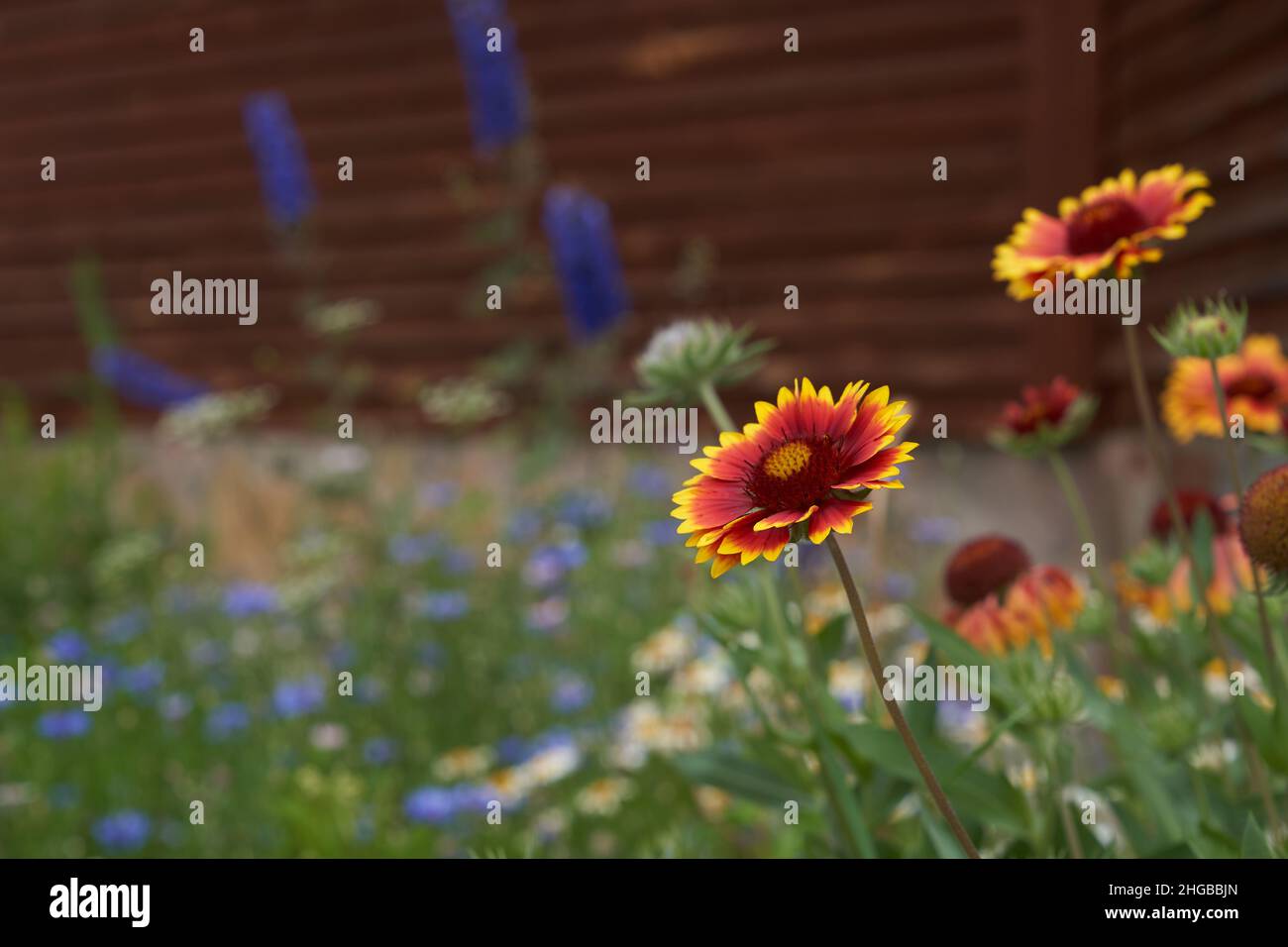Gaillardia aristata border hi-res stock photography and images - Alamy