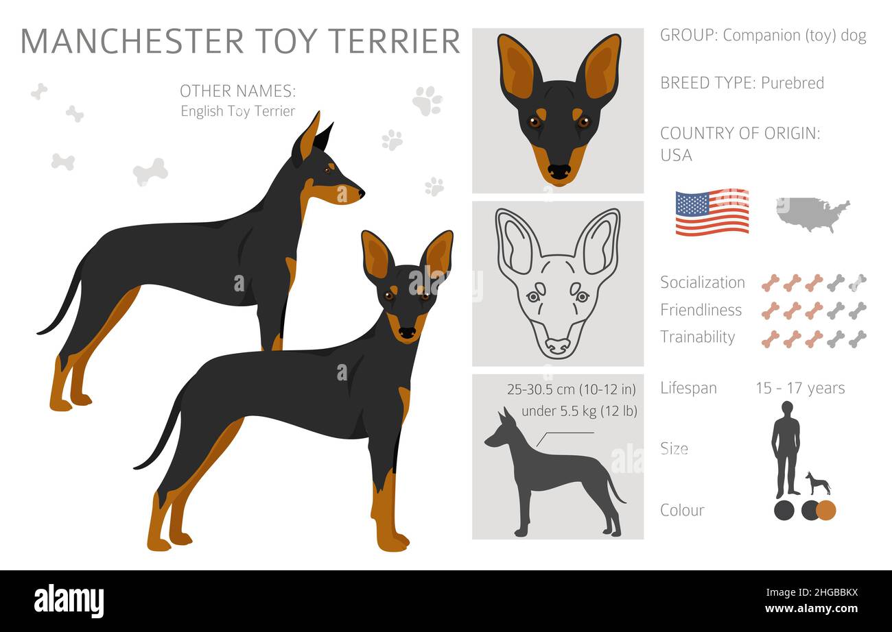 Manchester toy terrier clipart. Different poses, coat colors set ...