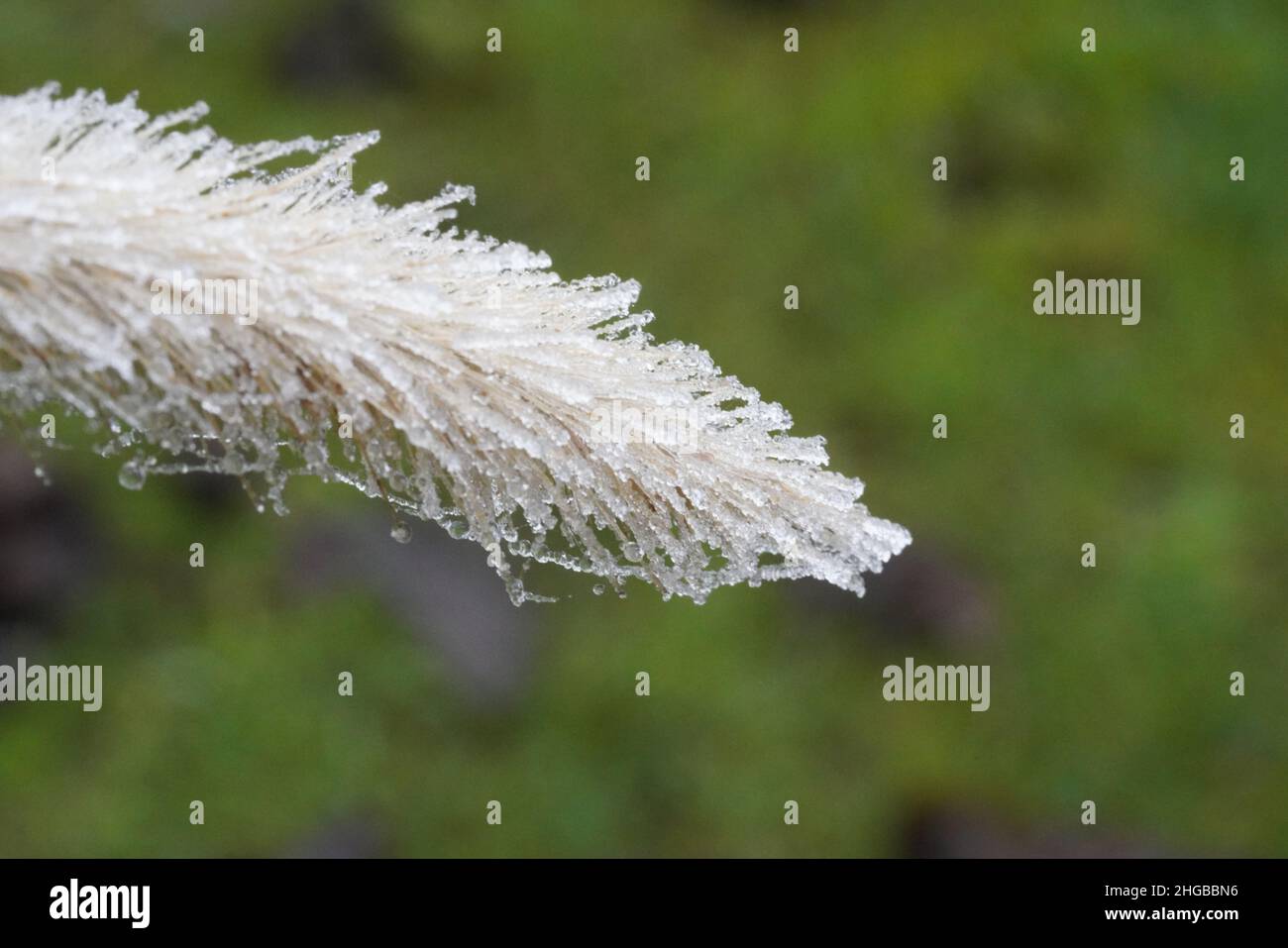 Frost hardy plants hi-res stock photography and images - Alamy