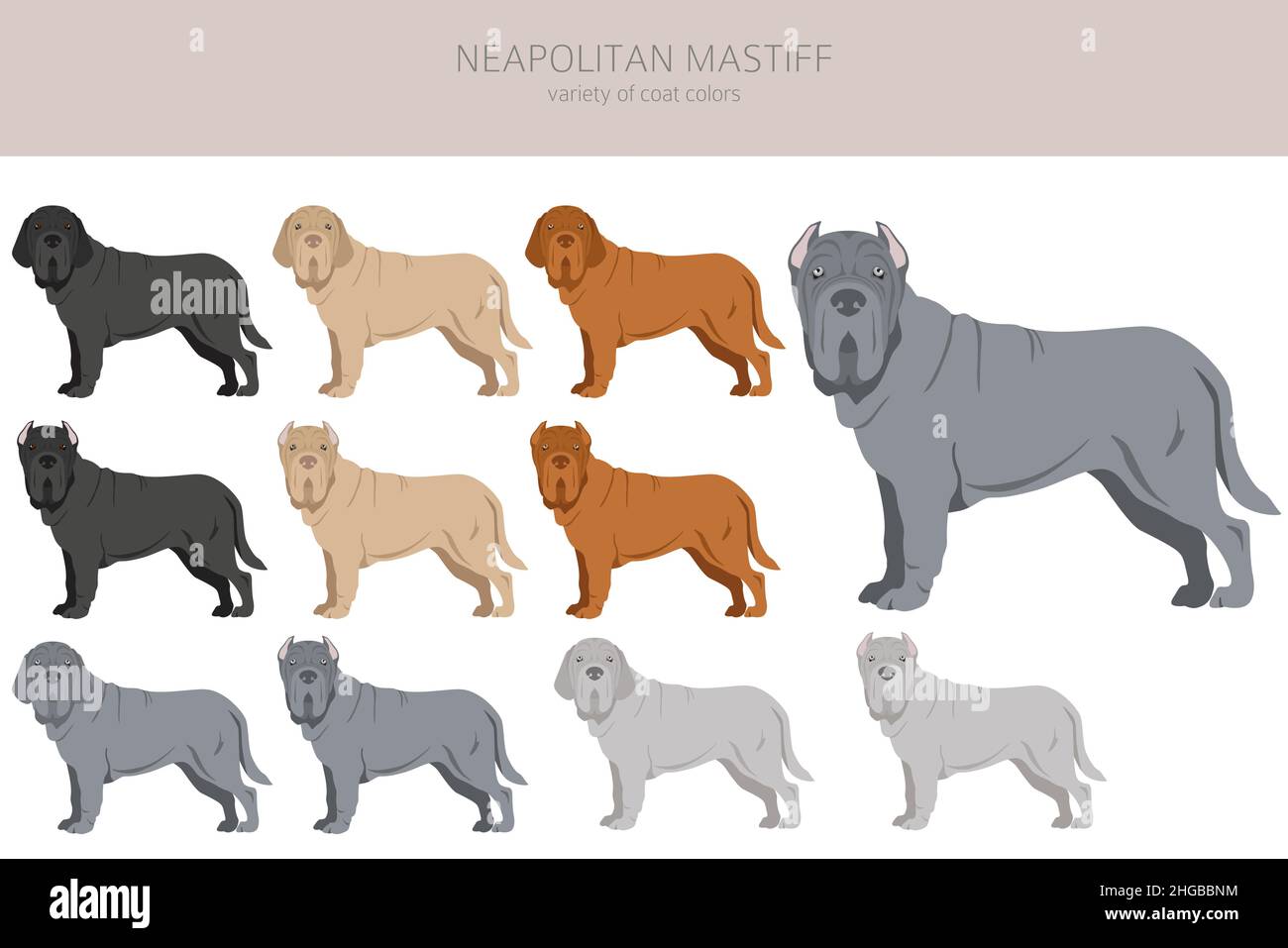 What Colors Do Neapolitan Mastiffs Come In