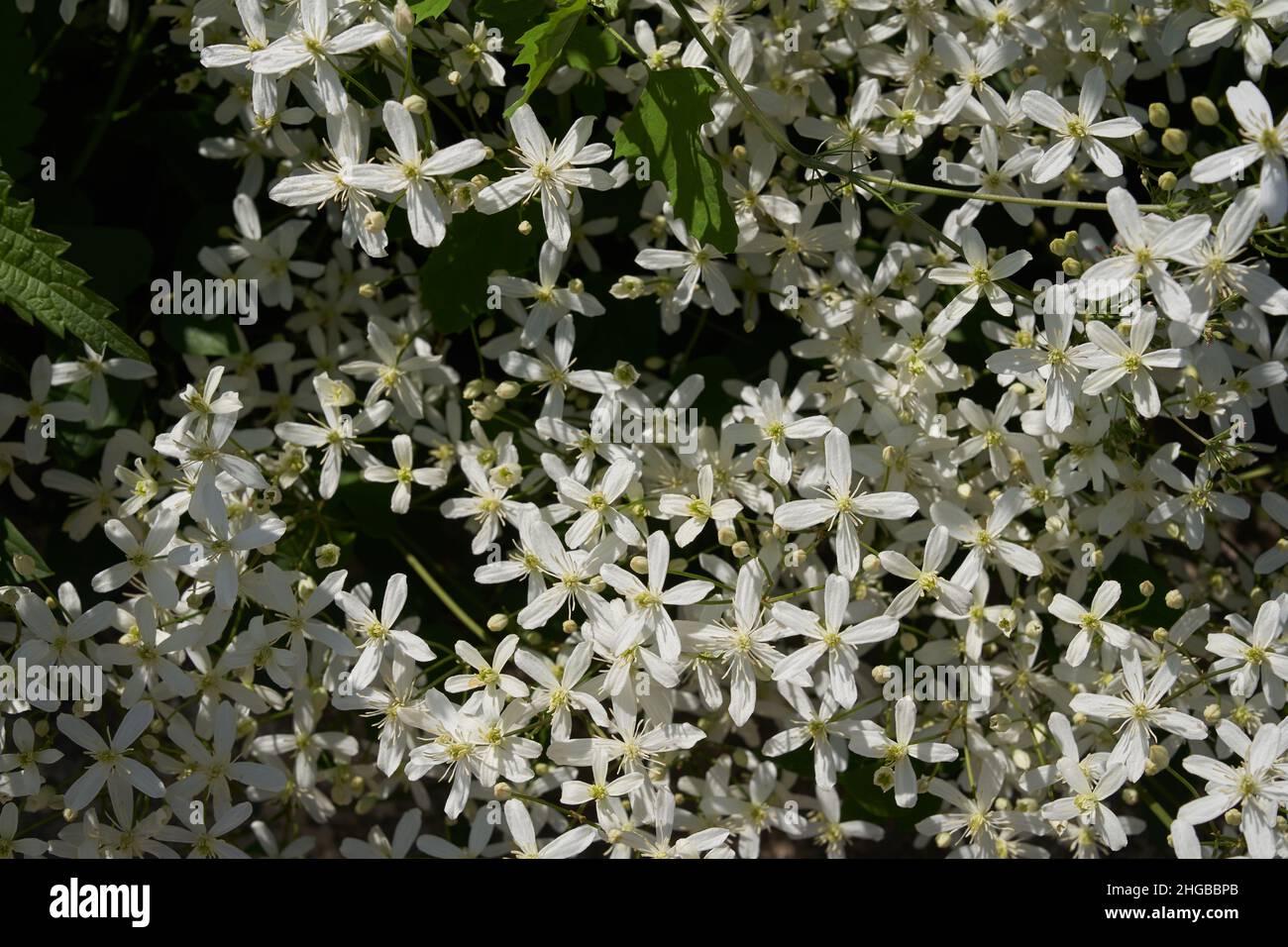 Small white fragrant flowers of clematis erect or clematis flammula in ...