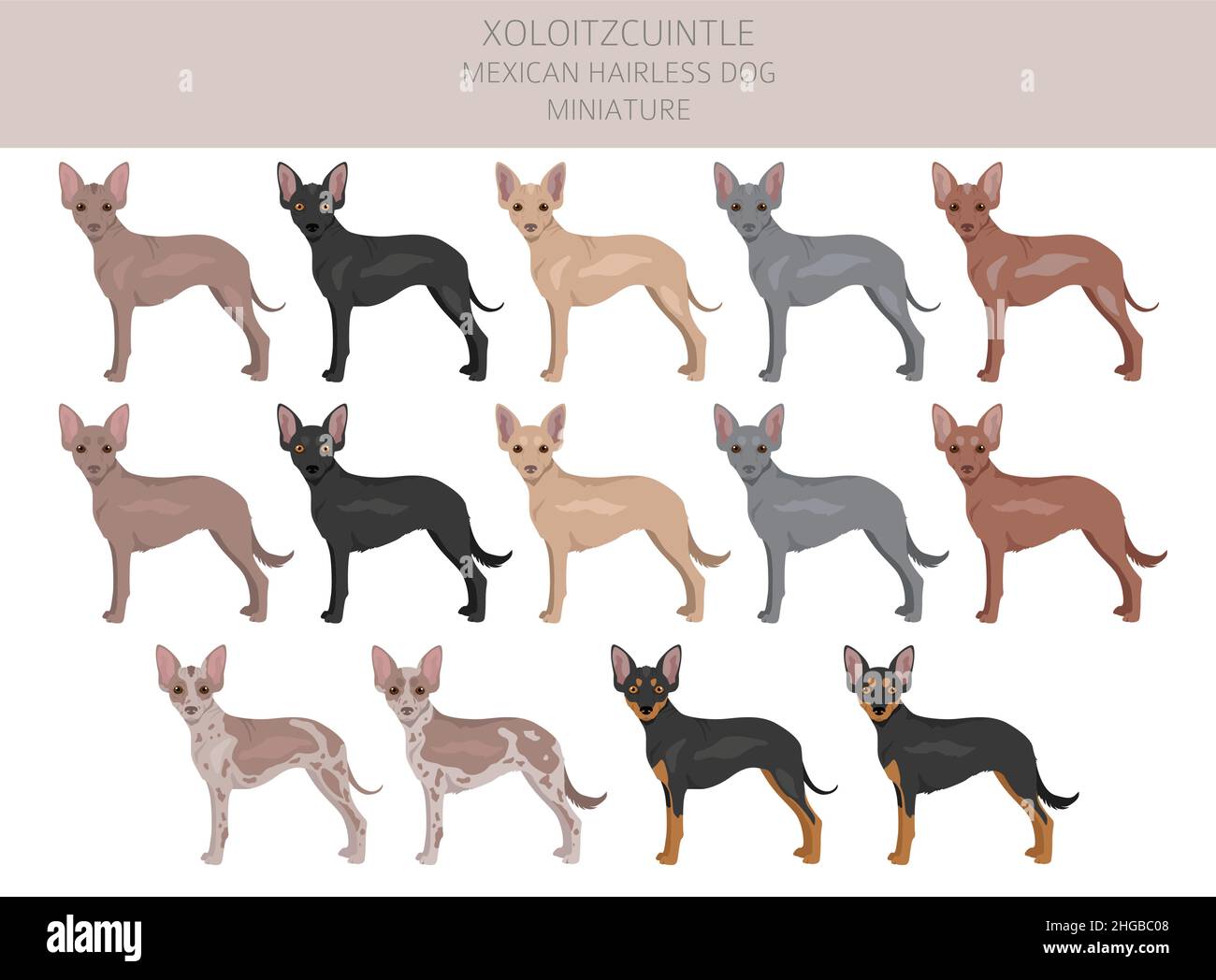 Xoloitzcuintli dog Stock Vector Images - Alamy