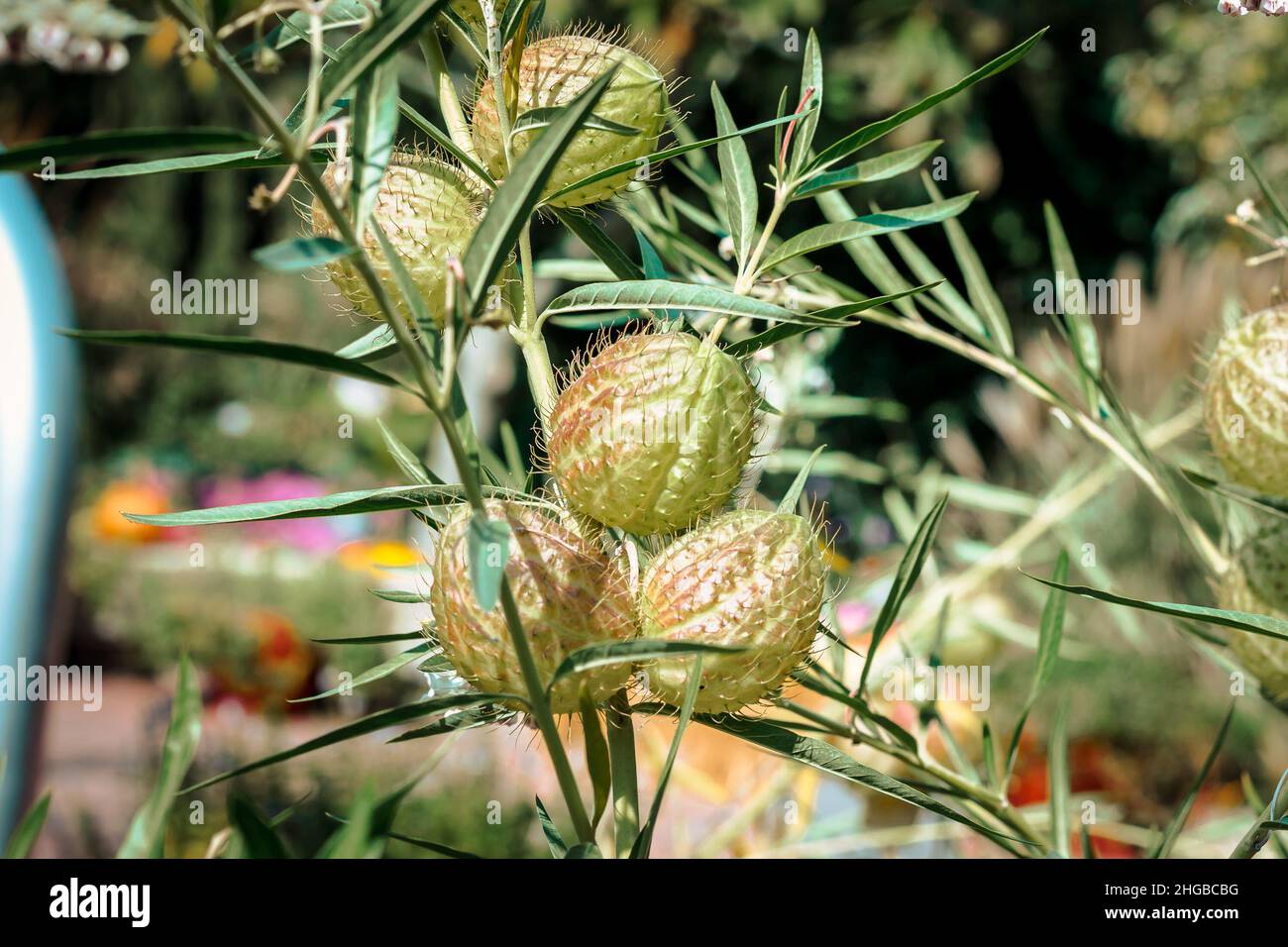 Seed exploration hi-res stock photography and images - Alamy
