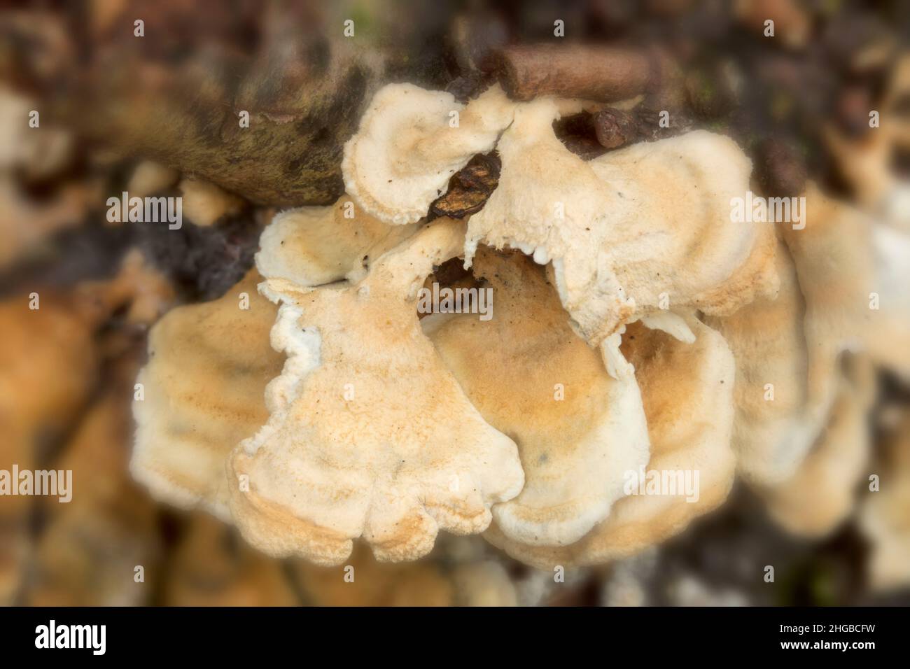 Close-up natural environmental portrait of fungi as symbols of life, death, decomposition and ...