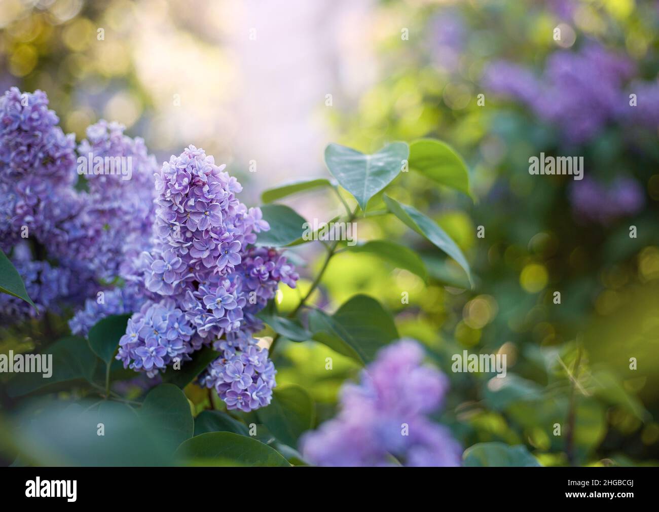 Spring floral background. A branch of blooming lilacs on a bush. Free ...