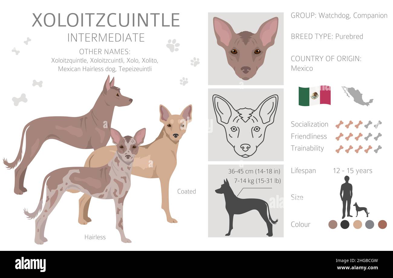 Xoloitzcuintli Coated Standard