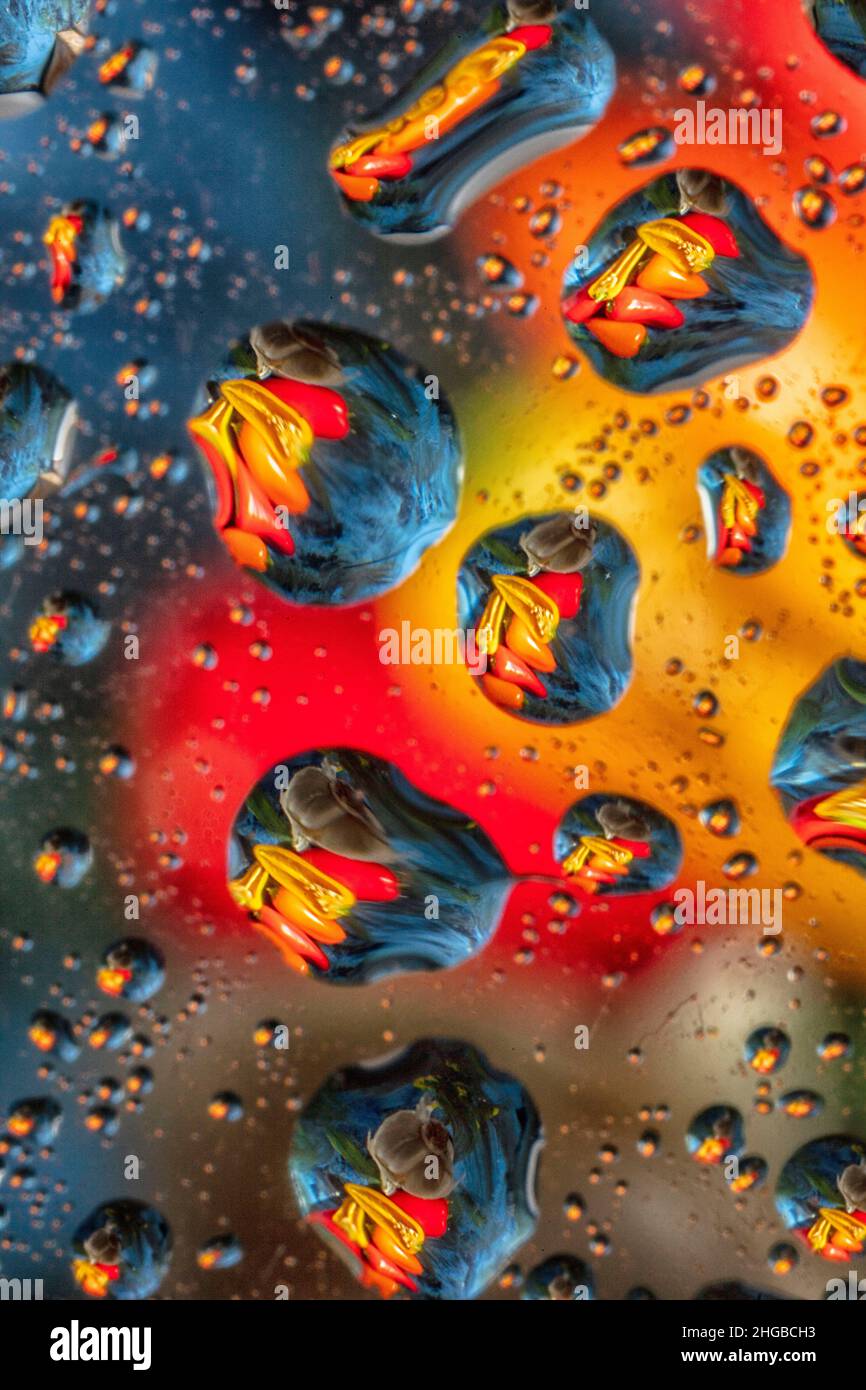 Creative food photography, high resolution fun sized peppers reflected ...
