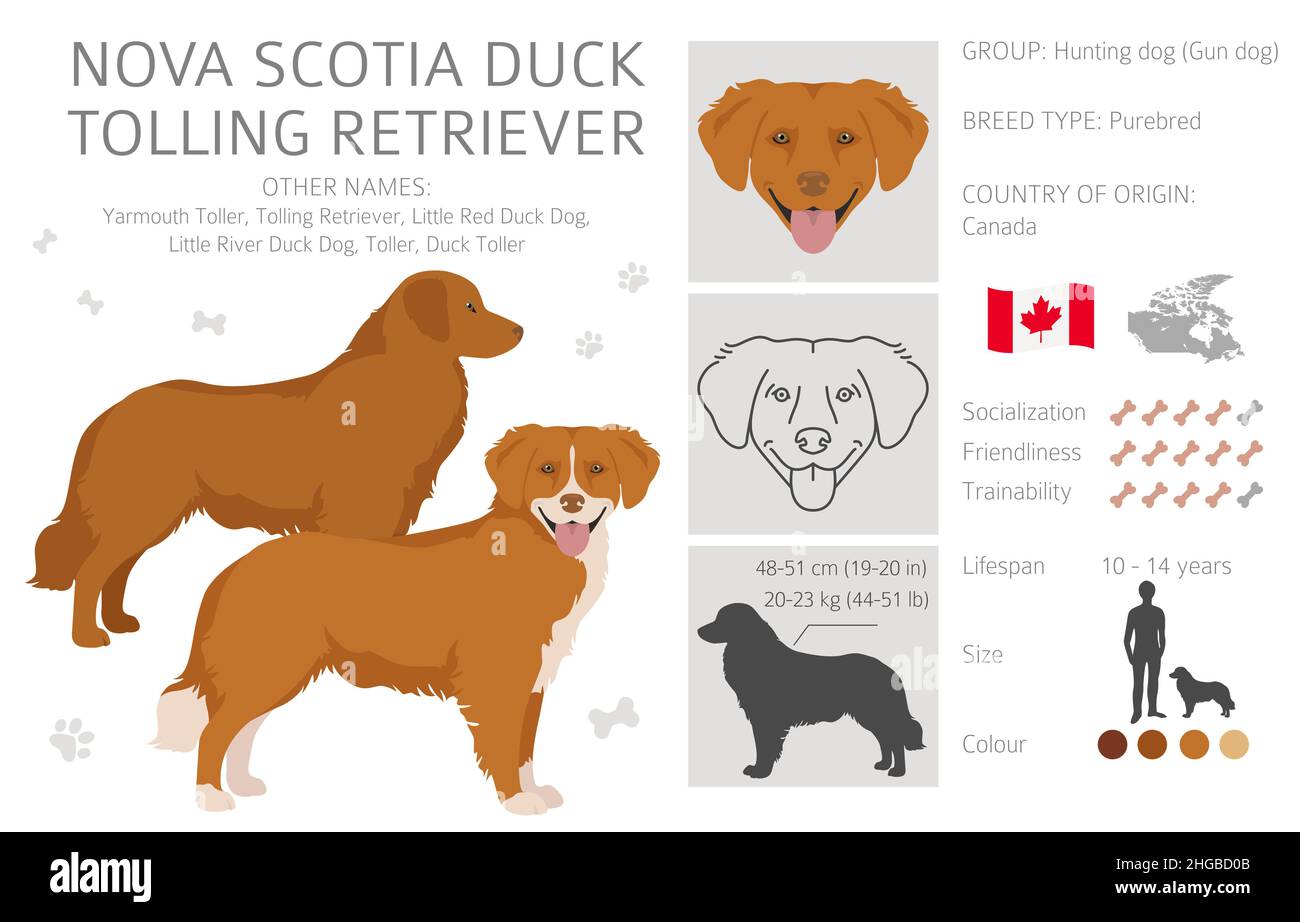 Nova scotia duck toller retriever Stock Vector Images - Alamy