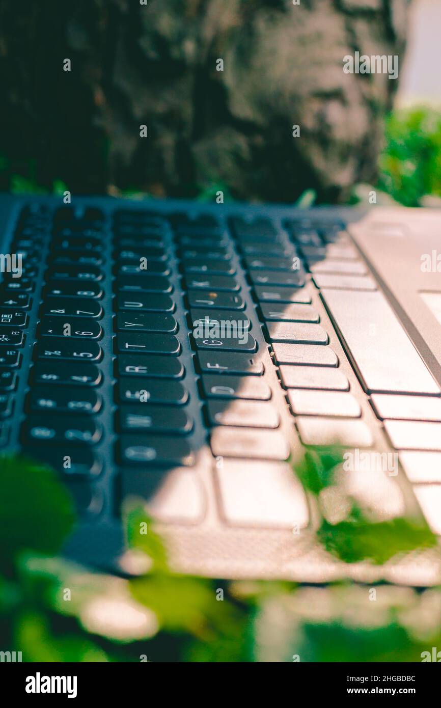 Keyboard basking in the golden hour sun in nature Stock Photo - Alamy