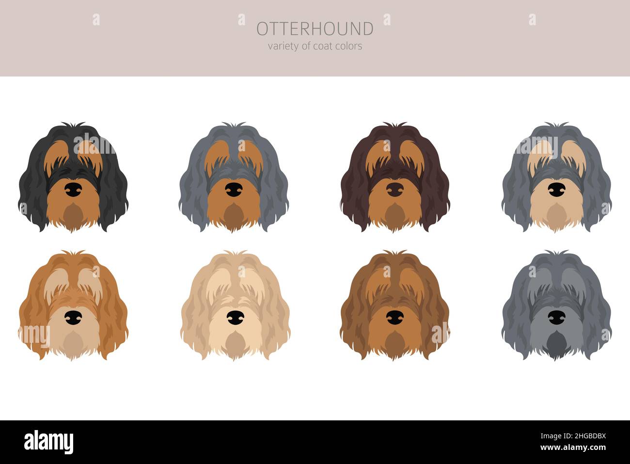 Otterhound hi-res stock photography and images - Alamy