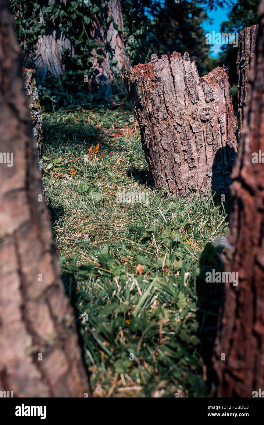 Logs standing in the grass Stock Photo - Alamy