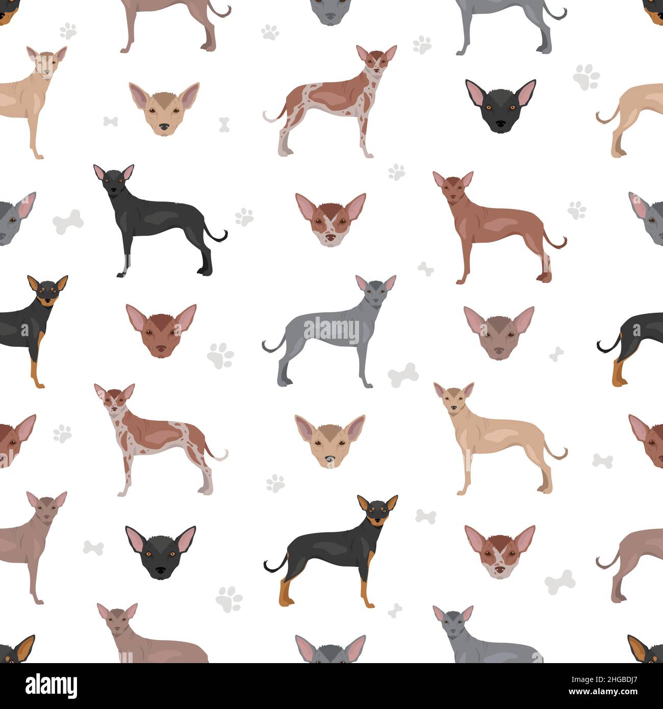 Xoloitzcuintli Coated Standard