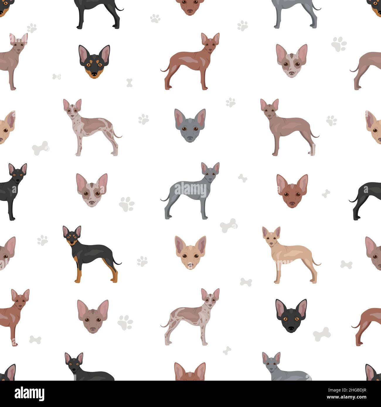 Xoloitzcuintli dog Stock Vector Images - Alamy
