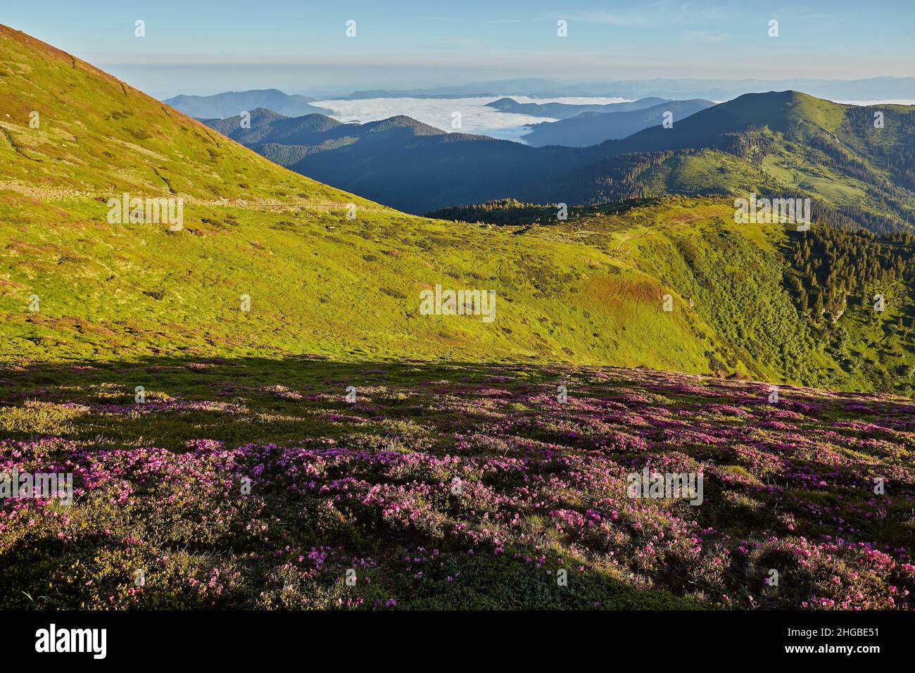 Rhododendron flowers covered mountains meadow in summer time. Orange ...
