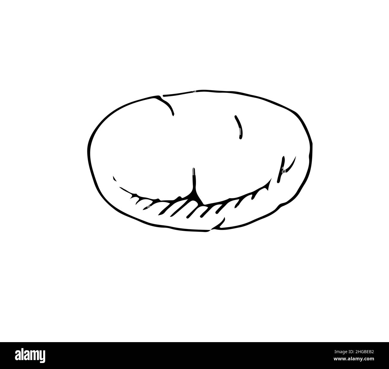 Potato ripe vegetable. Edible vegetable fruit. Hand drawing outline ...
