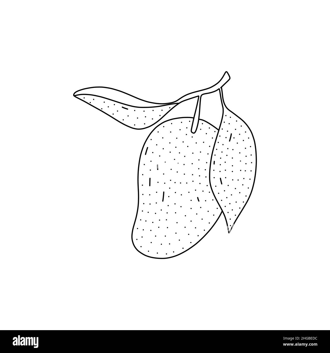 Hand drawn vector illustration of a mango in doodle style. Cute ...
