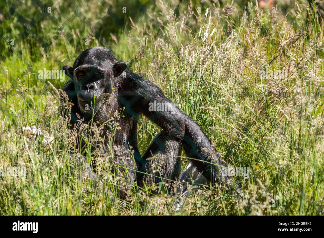 Monkey world ape rescue centre hi-res stock photography and images - Alamy