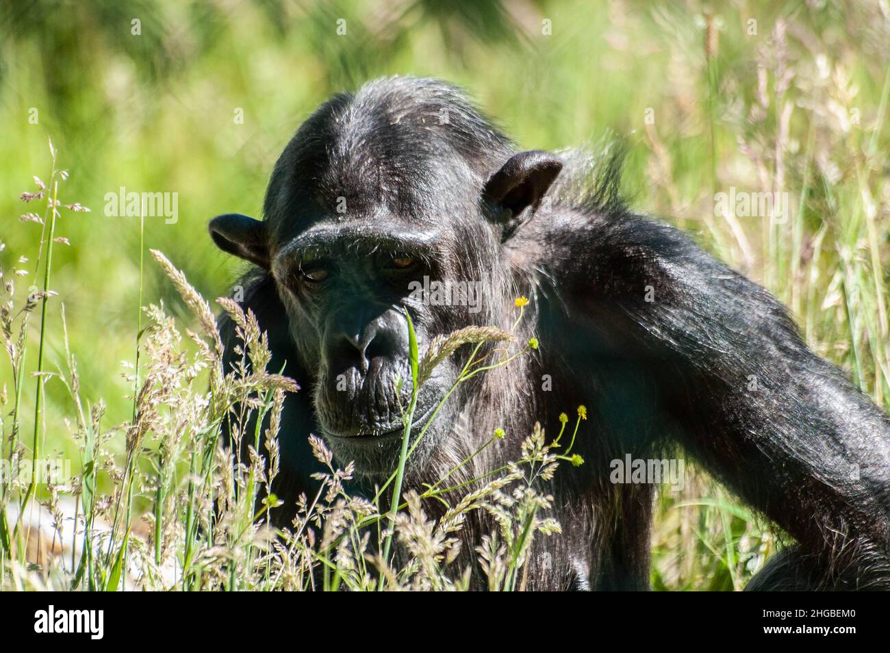 Monkey world ape rescue centre hi-res stock photography and images - Alamy