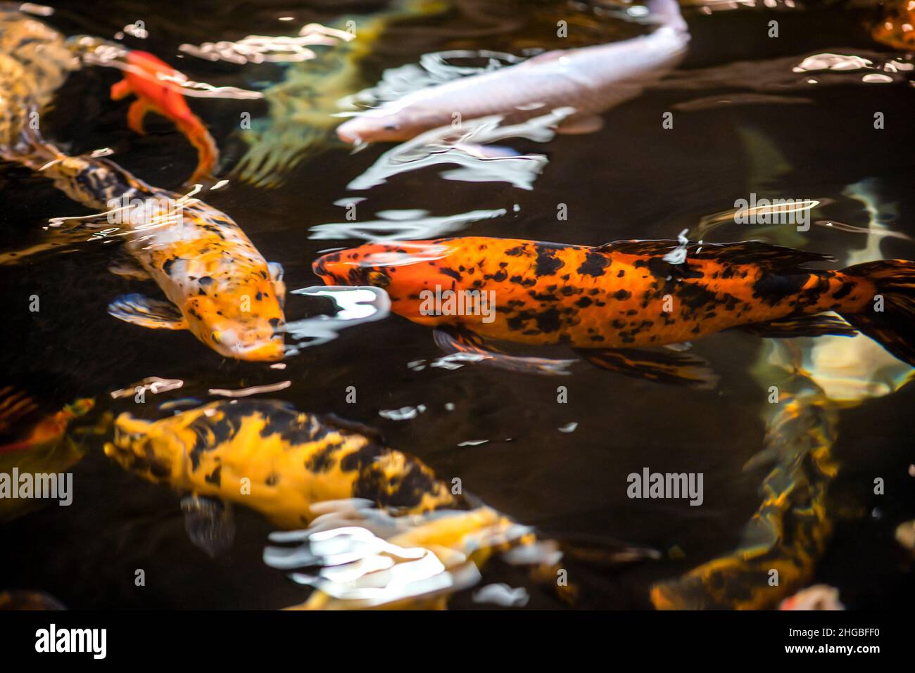 Koi swim in the water garden, carp, koi, koi swim in the pond. White ...