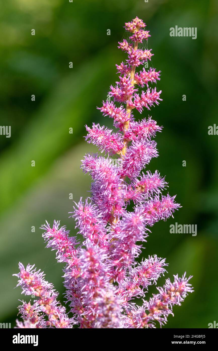 Close up of false goats beard flowers in bloom Stock Photo - Alamy