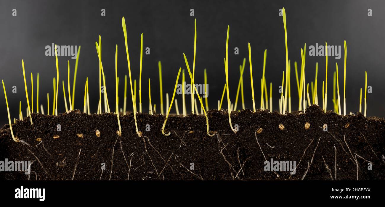 Sprouted wheat grain in the soil. Wheat shoots. Panorama Stock Photo ...