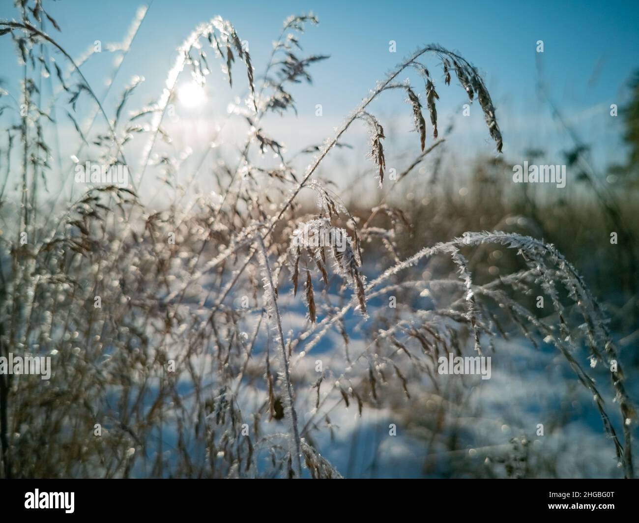 selective focus of field of dry grass covered by snow in sunshine Stock ...