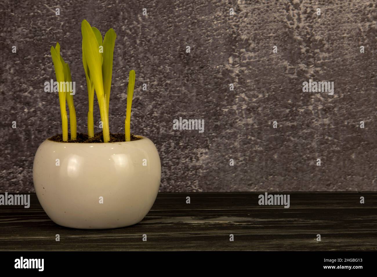 Sprouted corn seeds in a white pot Stock Photo - Alamy