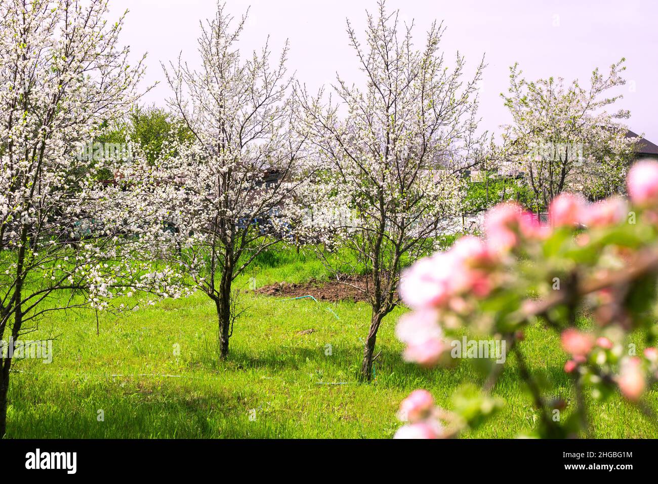 Orchard with flowering trees in early spring. Beautiful sunny landscape ...