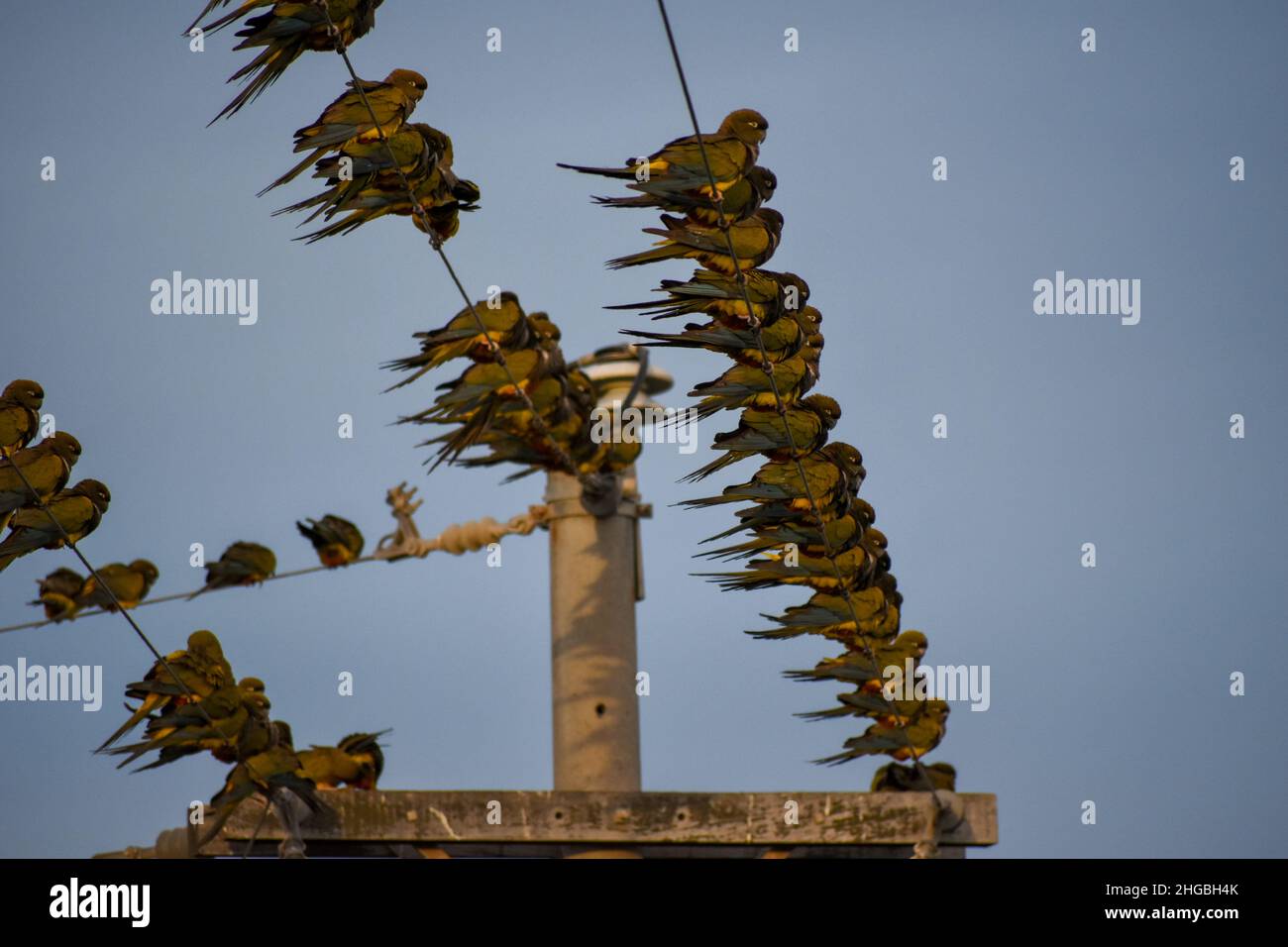 burrowing parrot (Cyanoliseus patagonus) in the wild at the world's ...