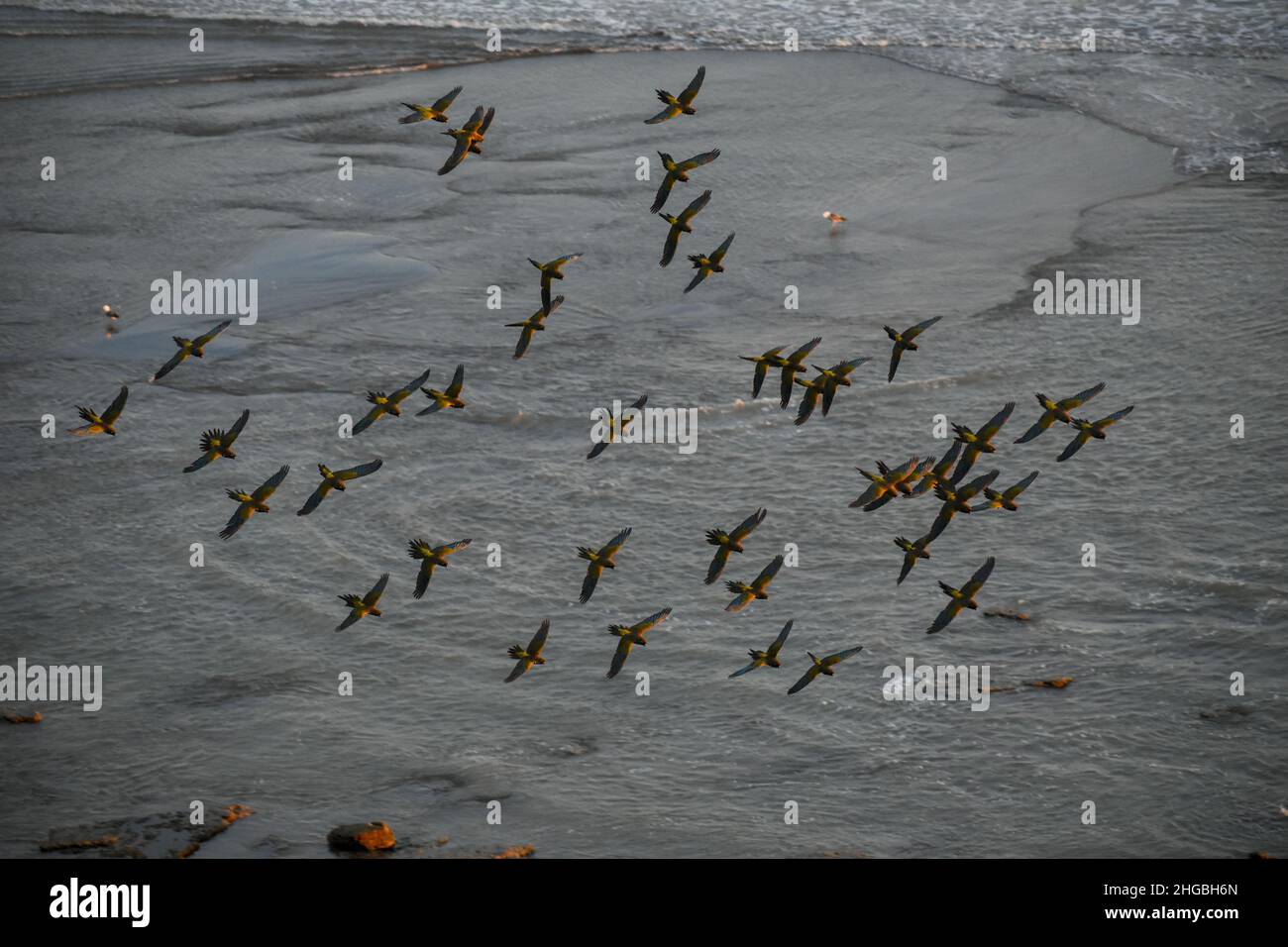 burrowing parrot (Cyanoliseus patagonus) flying in the wild at the ...