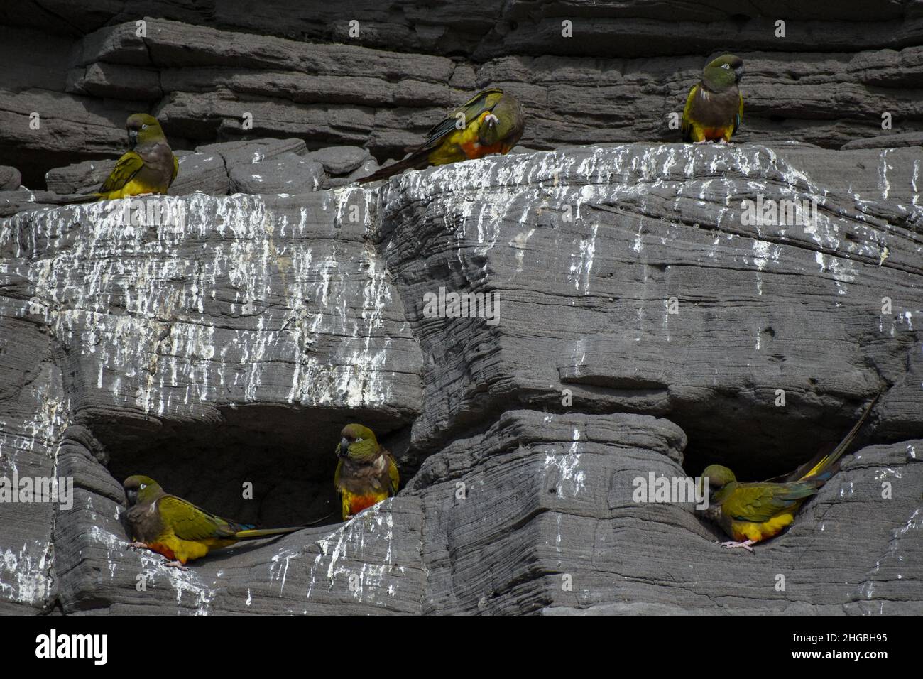 Burrowing parrot colony hi-res stock photography and images - Alamy