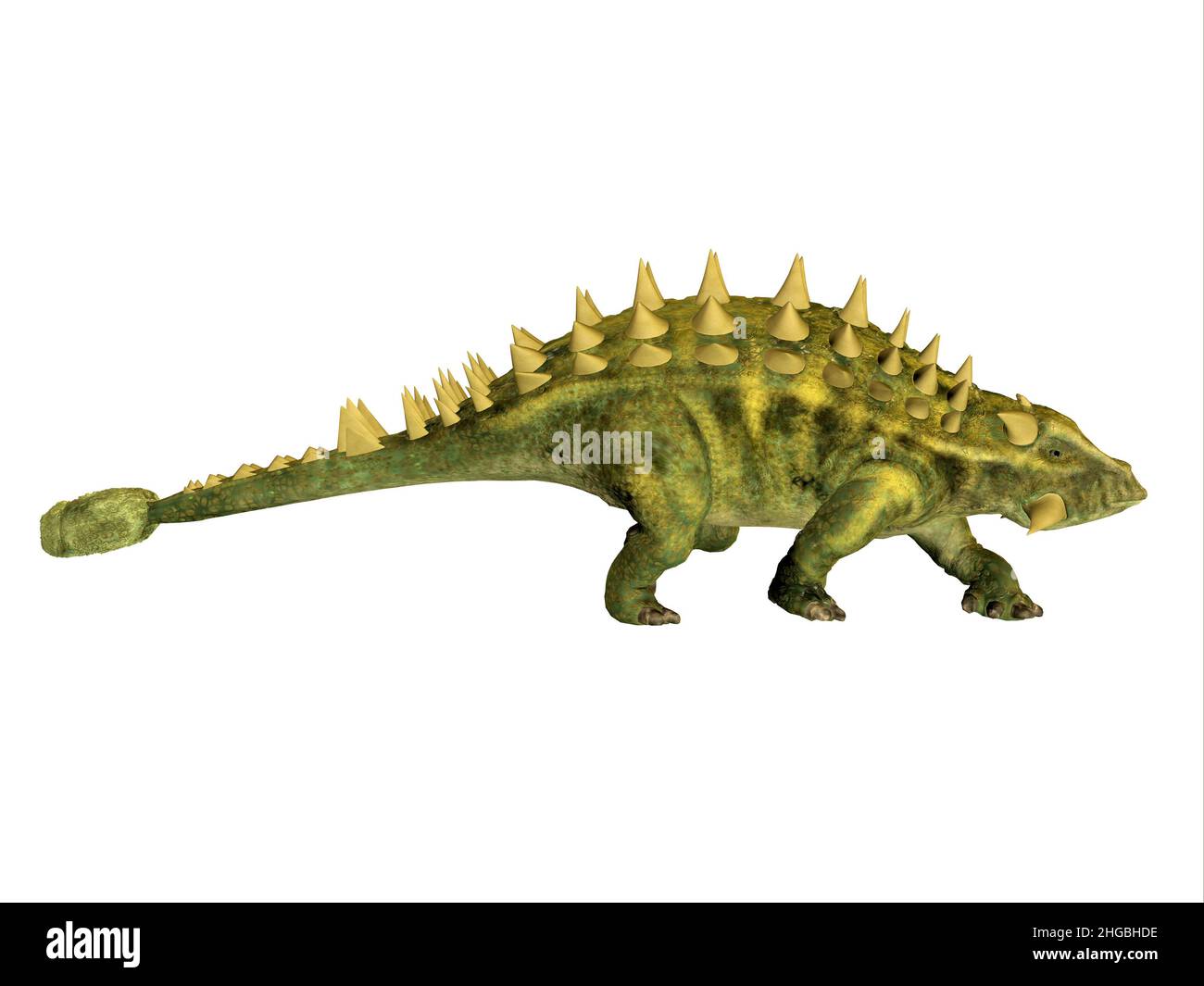 Talarurus plicatospineus hi-res stock photography and images - Alamy