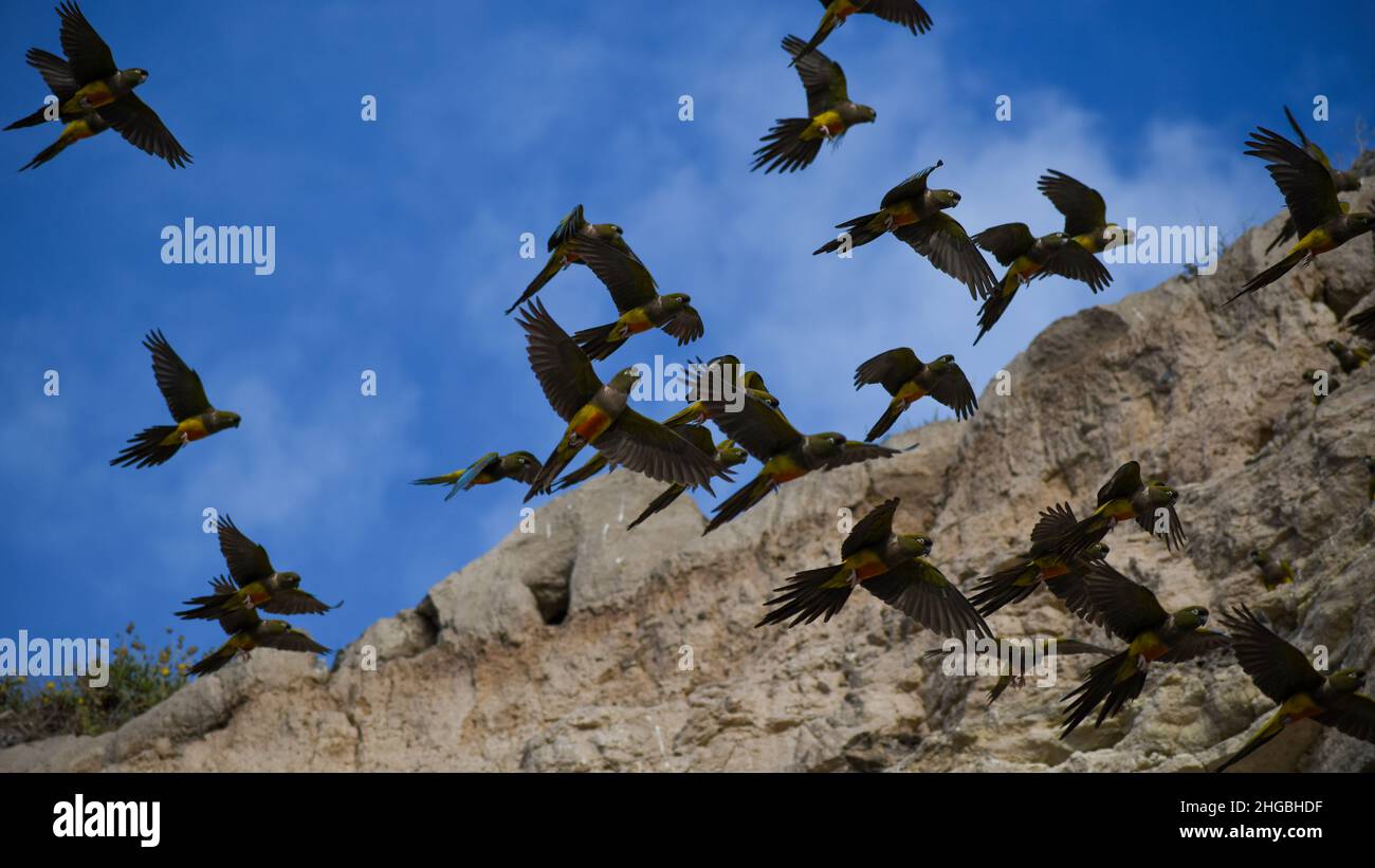 burrowing parrot (Cyanoliseus patagonus) flying in the wild at the ...