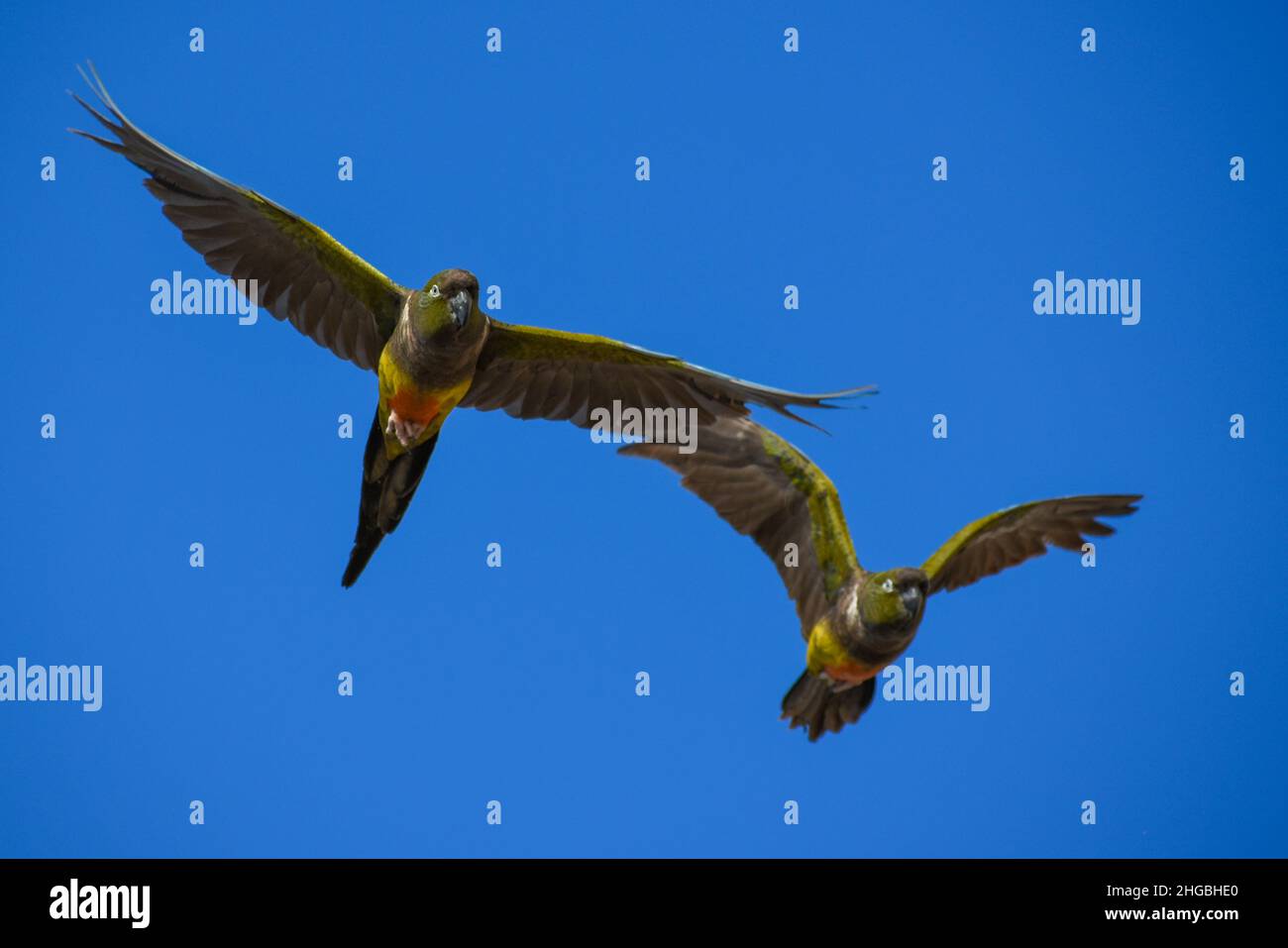 burrowing parrot (Cyanoliseus patagonus) flying in the wild at the ...