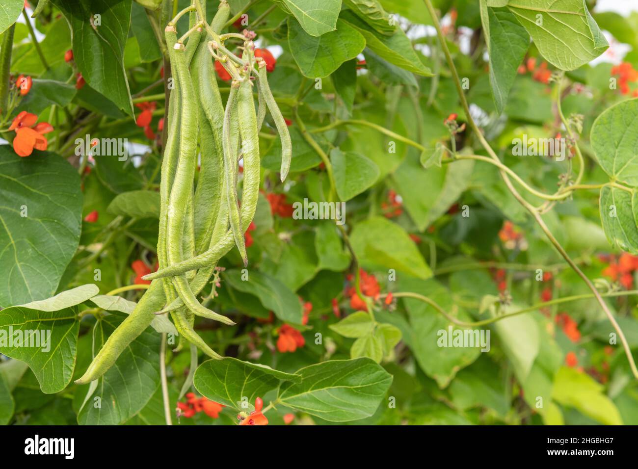 Close up of runner bean (phaseolus coccineus) pods on a runner bean ...