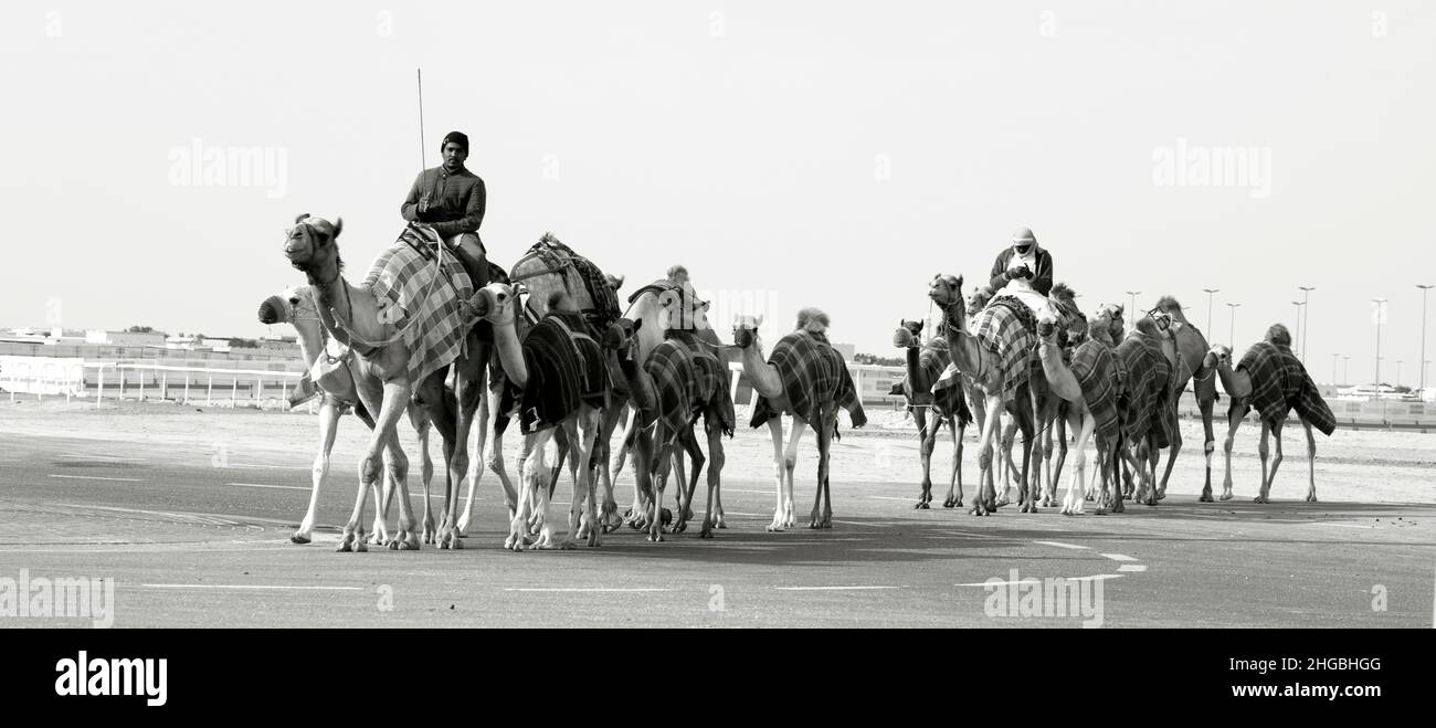 Arabian Camels in Camel racing Training Track - Shahanya Doha - QATAR ...