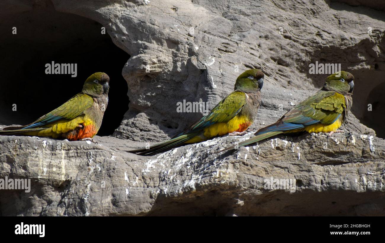 Burrowing parrot cyanoliseus patagonus hi-res stock photography and ...