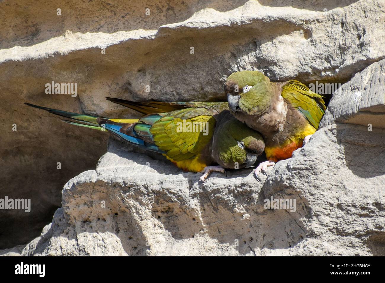 Burrowing Parrot Cyanoliseus Patagonus In The Wild At The World s