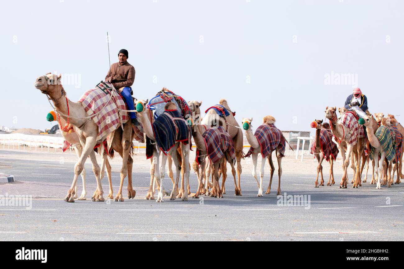 Arabian Camels in Camel racing Training Track - Shahanya Doha - QATAR ...