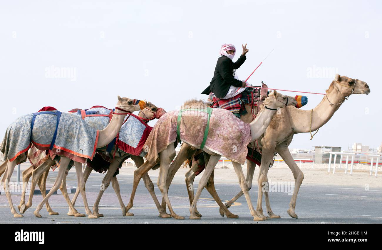 Arabian Camels in Camel racing Training Track - Shahanya Doha - QATAR ...