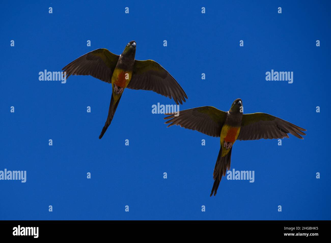 burrowing parrot (Cyanoliseus patagonus) flying in the wild at the ...