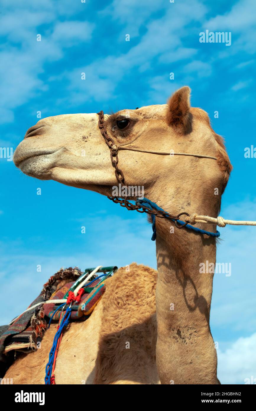 Arabian Camels in Camel racing Training Track - Shahanya Doha - QATAR ...
