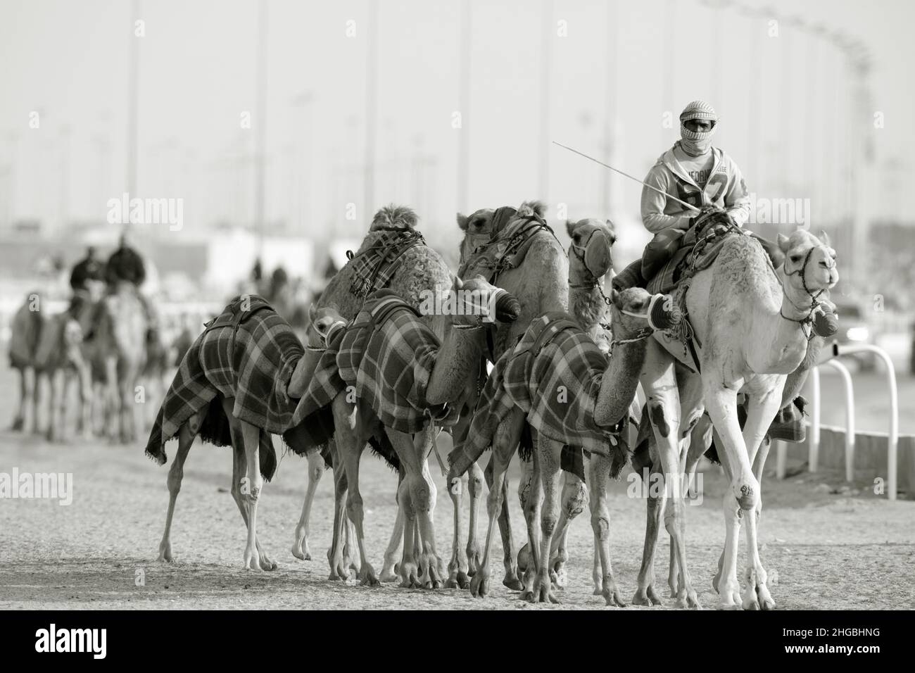 Arabian Camels in Camel racing Training Track - Shahanya Doha - QATAR ...