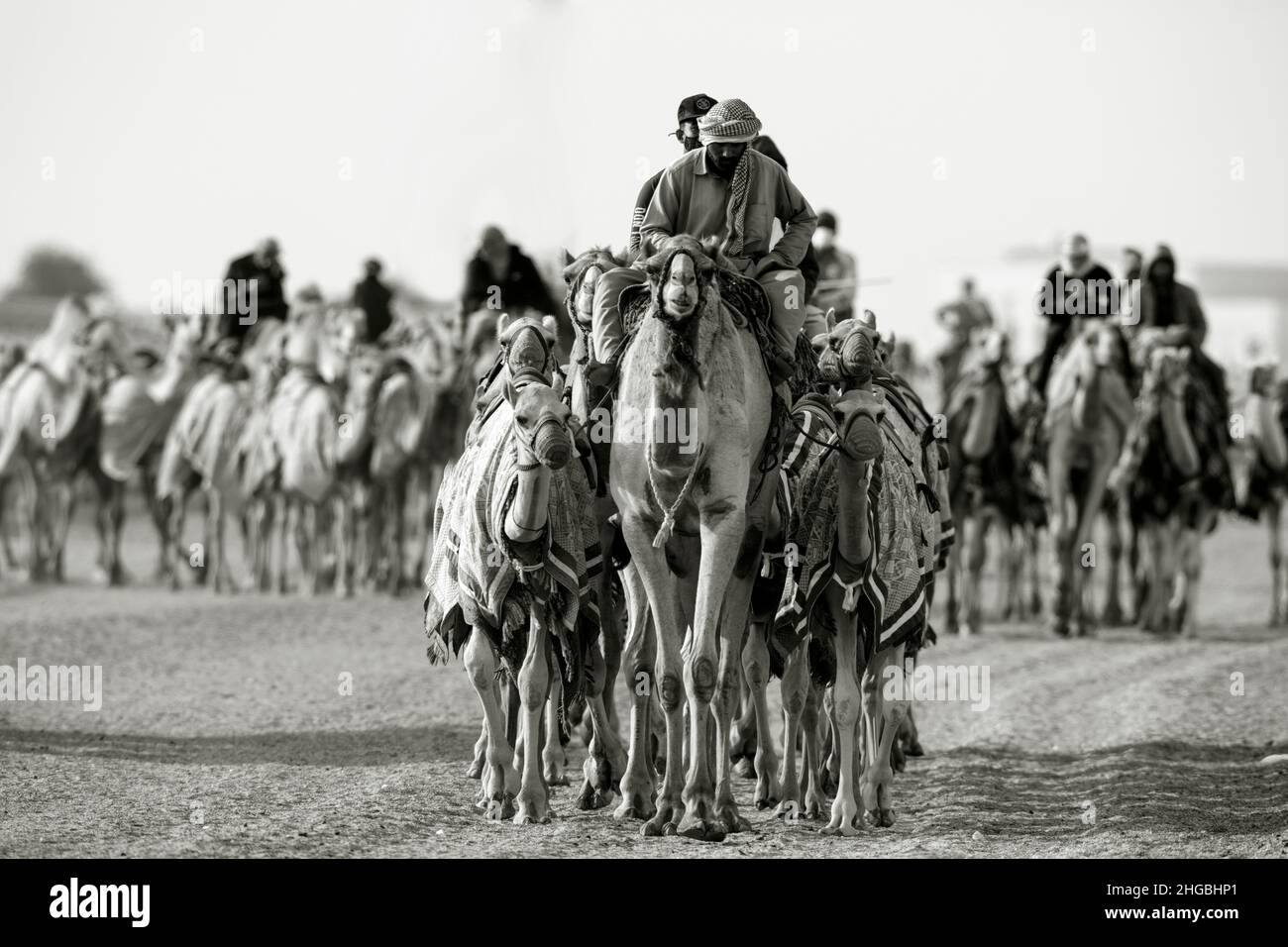 Arabian Camels in Camel racing Training Track - Shahanya Doha - QATAR ...