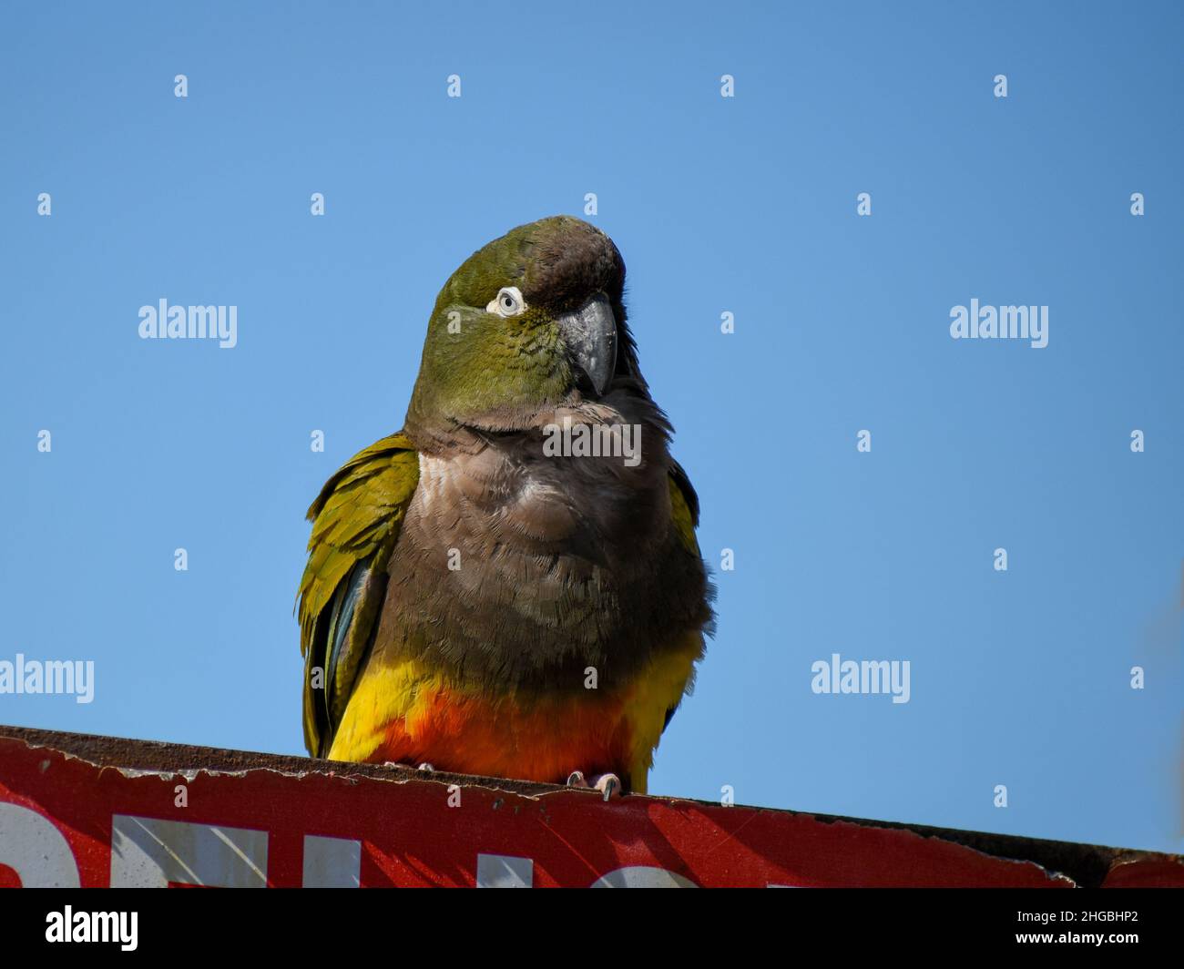 burrowing parrot (Cyanoliseus patagonus) perching on a sign at the ...