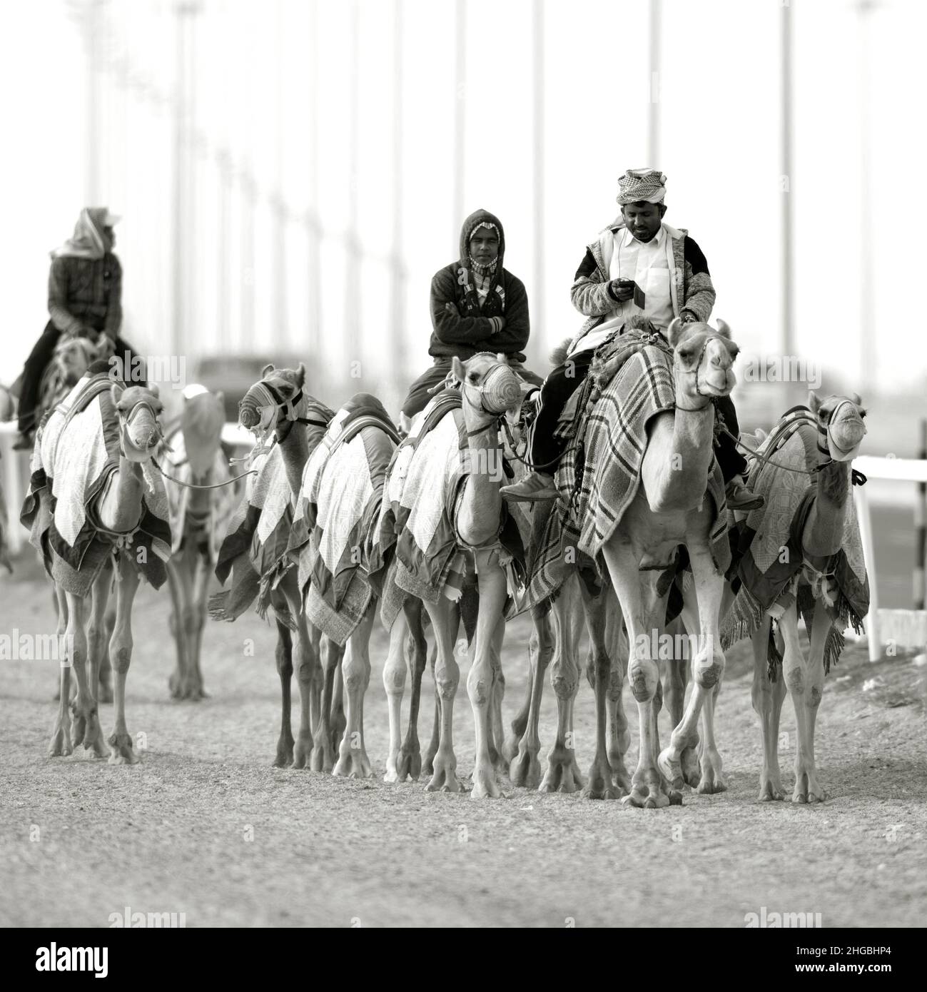 Arabian Camels in Camel racing Training Track - Shahanya Doha - QATAR ...
