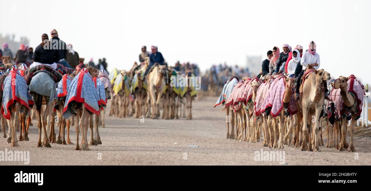 Arabian Camels in Camel racing Training Track - Shahanya Doha - QATAR ...