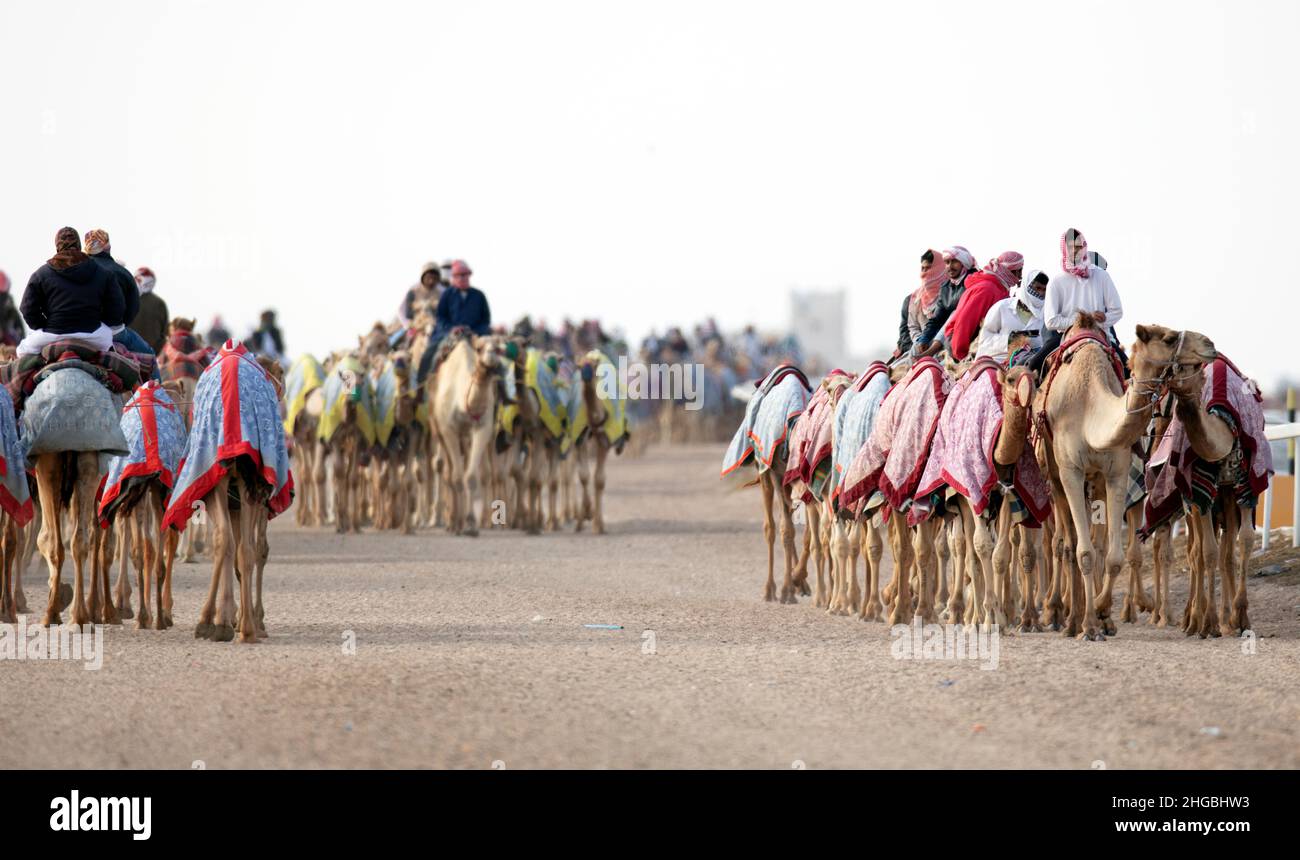 Arabian Camels in Camel racing Training Track - Shahanya Doha - QATAR ...