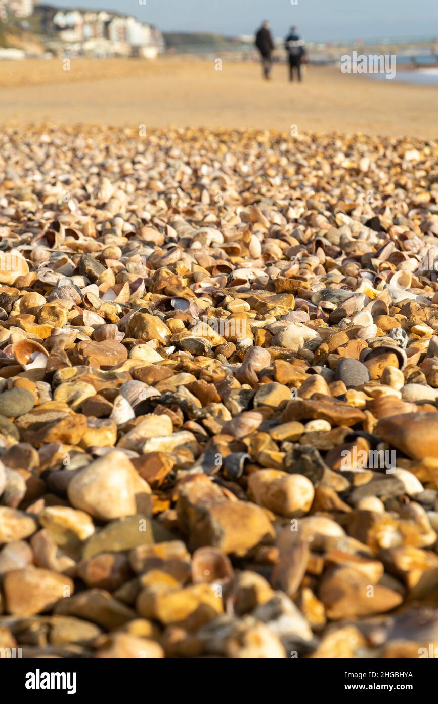 Sea Shells On Beach Stock Photo - Alamy
