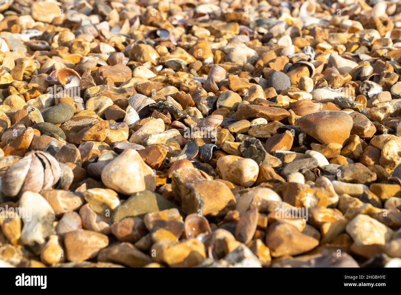 Sea Shells On Beach Stock Photo - Alamy